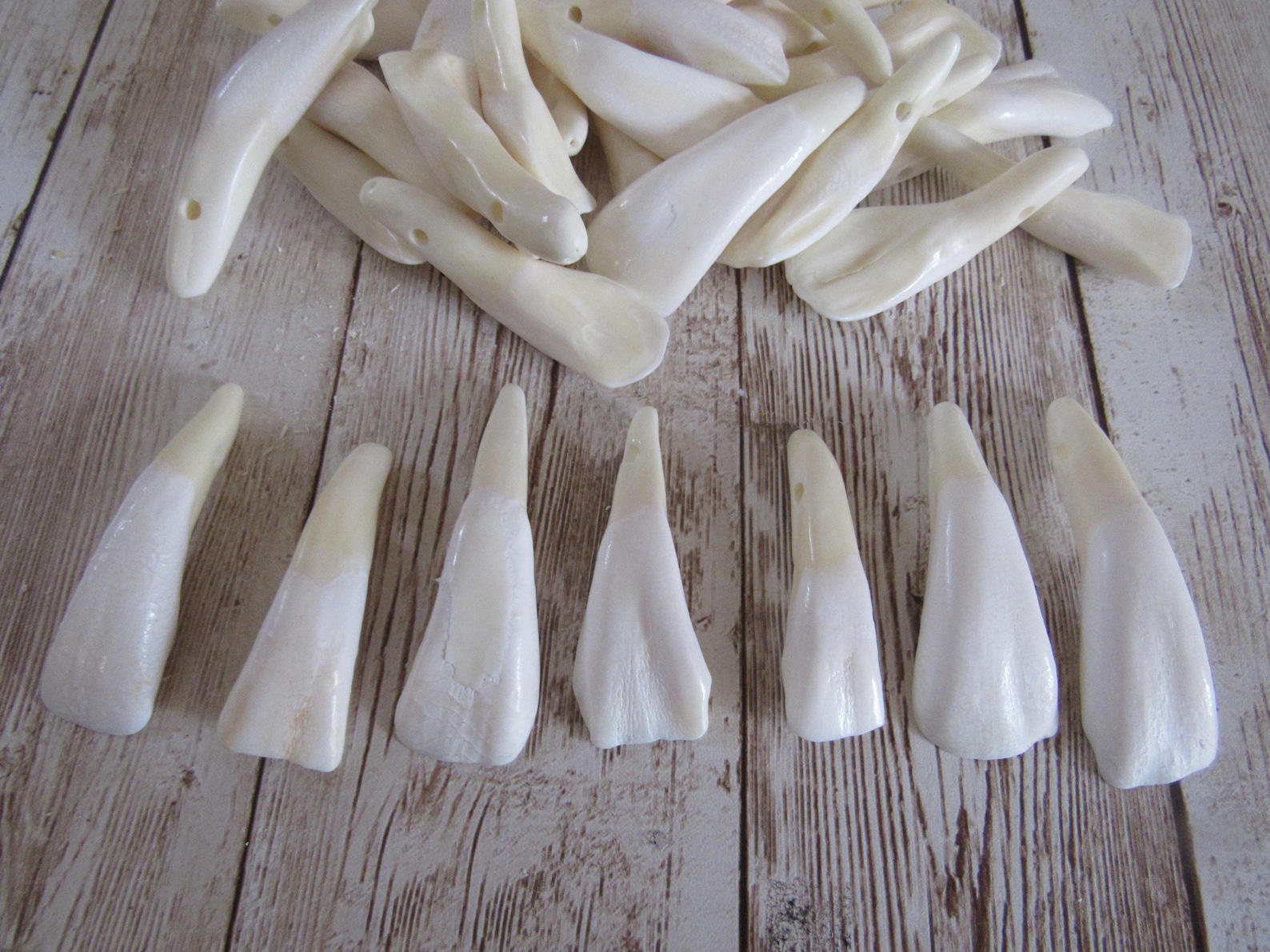 Buffalo Teeth 25 Pre Drilled White Jewelry Beads Native Crafts Tribal ...