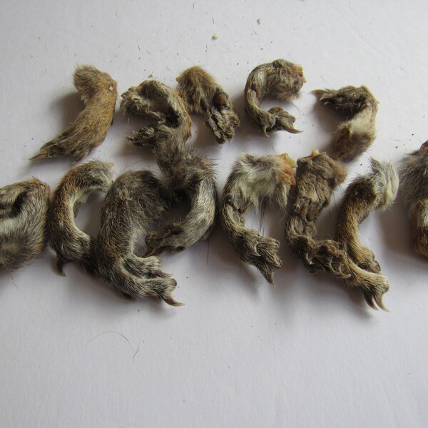 Squirrel Feet - Etsy