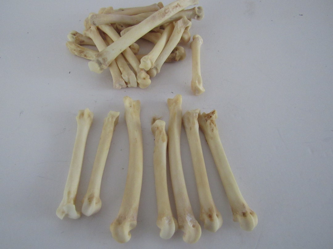 10 Bobcat Foot Bones Metatarsals Jewelry Supplies Craft Projects Coyote ...