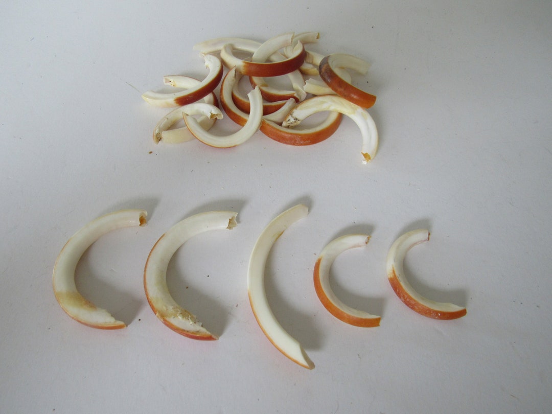 5 Beaver Teeth Animal Bone Teeth Jewelry Beads Craft Supplies North ...