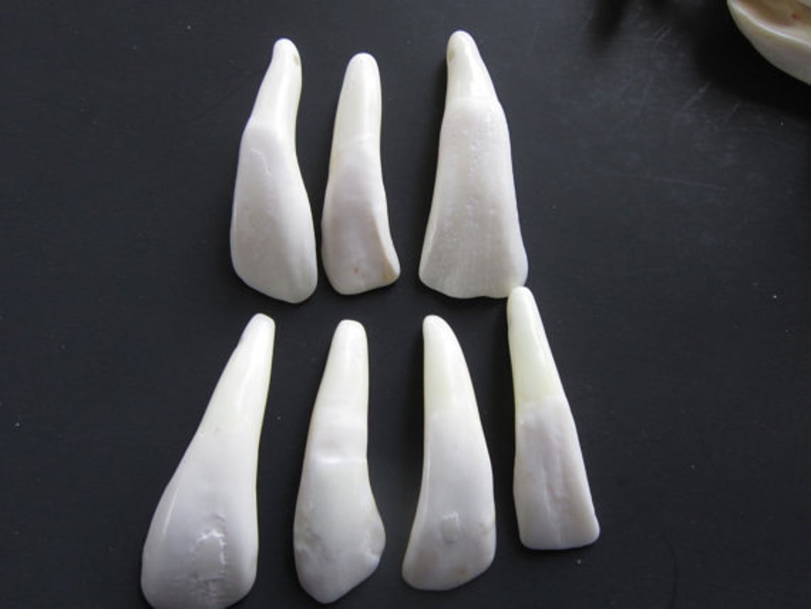 100 Buffalo Teeth Pre Drilled Ready for Jewelry and Craft | Etsy