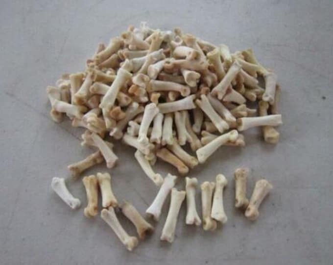 10 Coyote Toe/foot Bone Metatarsals Bones Craft Supplies Hairpipe Bone ...