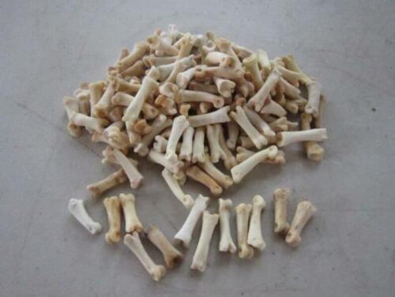 10 Coyote Toe/foot Bone Metatarsals Bones Craft Supplies - Etsy