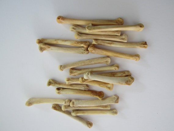5 Red Fox Foot Bones Metatarsals Jewelry Supplies Craft - Etsy Canada