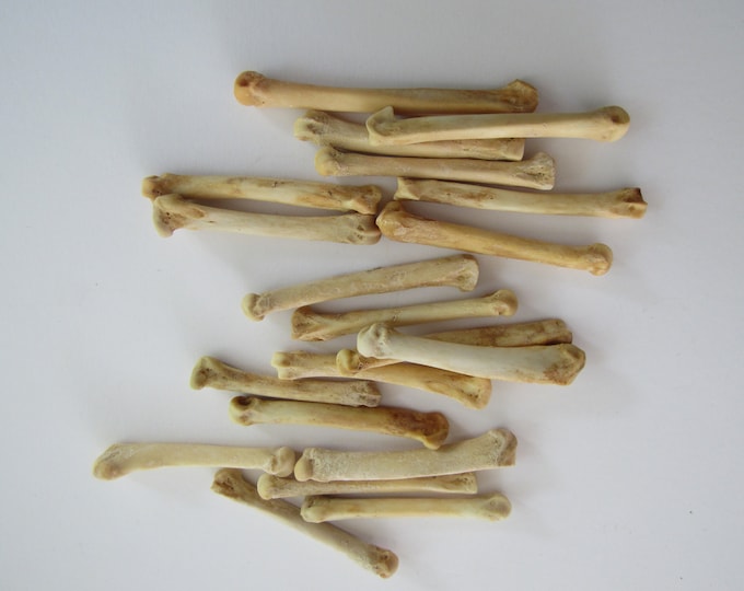 Five Red Fox Bones for Crafting - Etsy UK