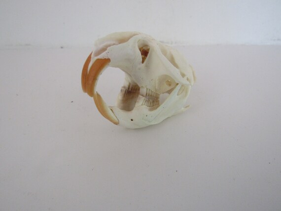 Muskrat Skull Taxidermy Teeth Animal Craft Art Supplies | Etsy