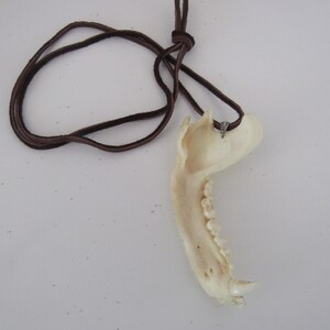 Badger Jawbone Pendant Buckskin Leather Necklace Animal Jaw Bone ...