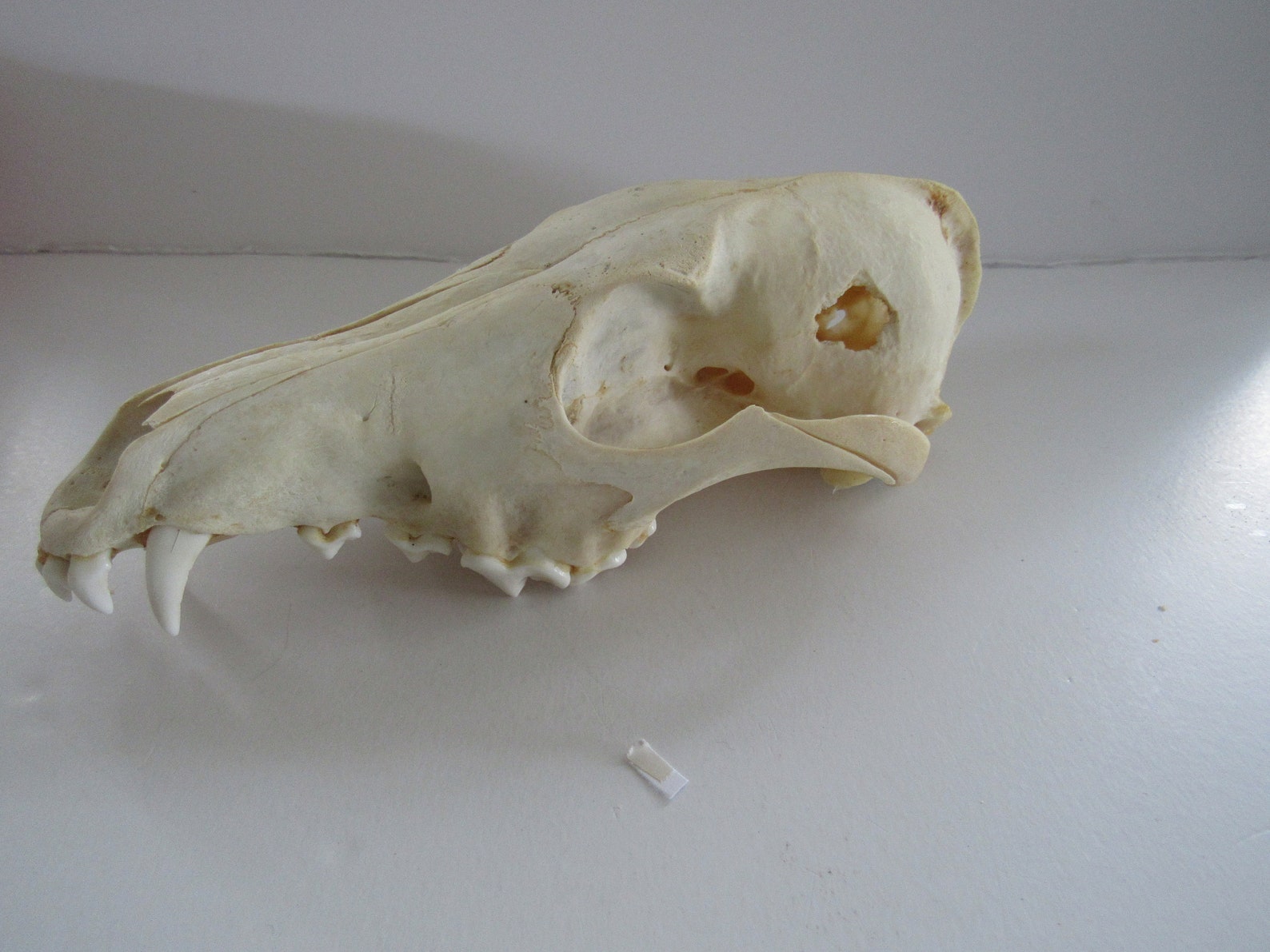 Coyote Skull Top Taxidermy Animal Skull Craft Skulls Art Ready | Etsy