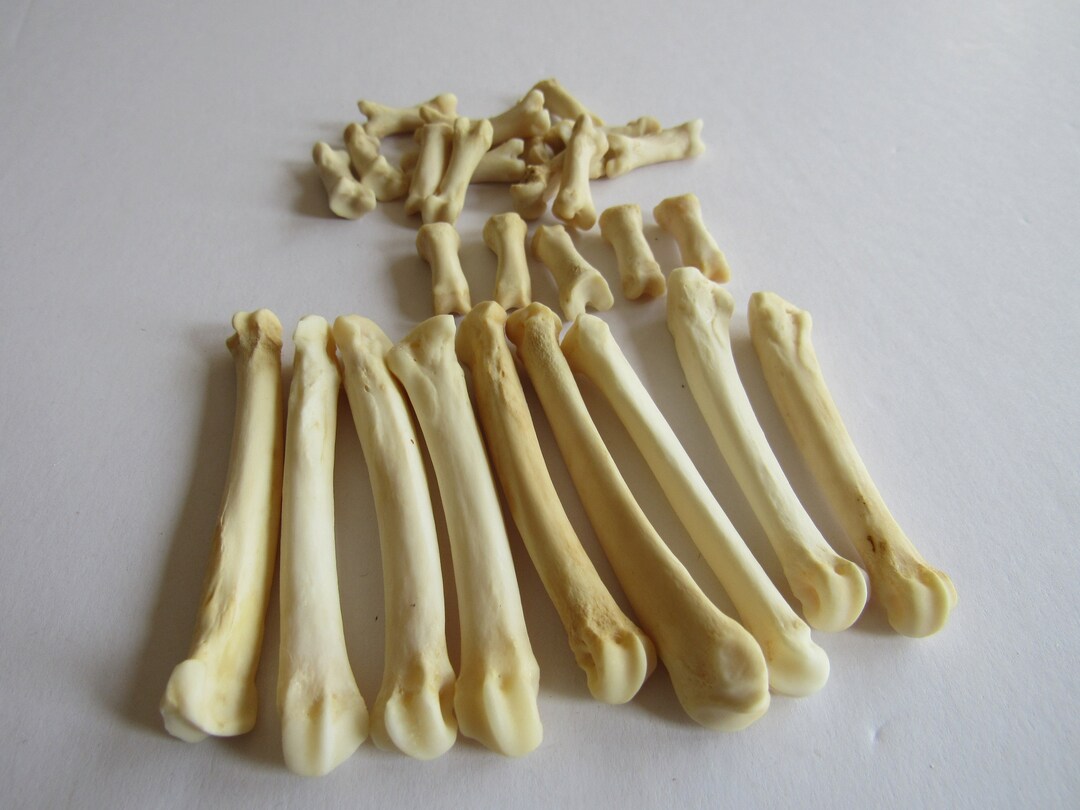 5 Red Fox Foot & 5 Red Fox Toe Bones Metatarsals Jewelry Supplies Craft ...
