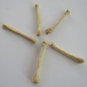 5 Red Fox Foot Bones Metatarsals Jewelry Supplies Craft Coyote Bones ...