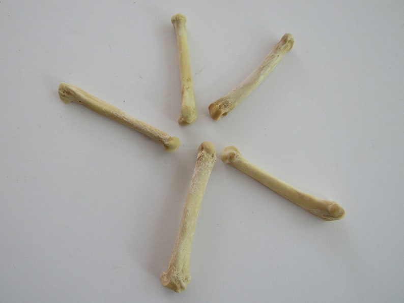 5 Red Fox Foot Bones Metatarsals Jewelry Supplies Craft - Etsy