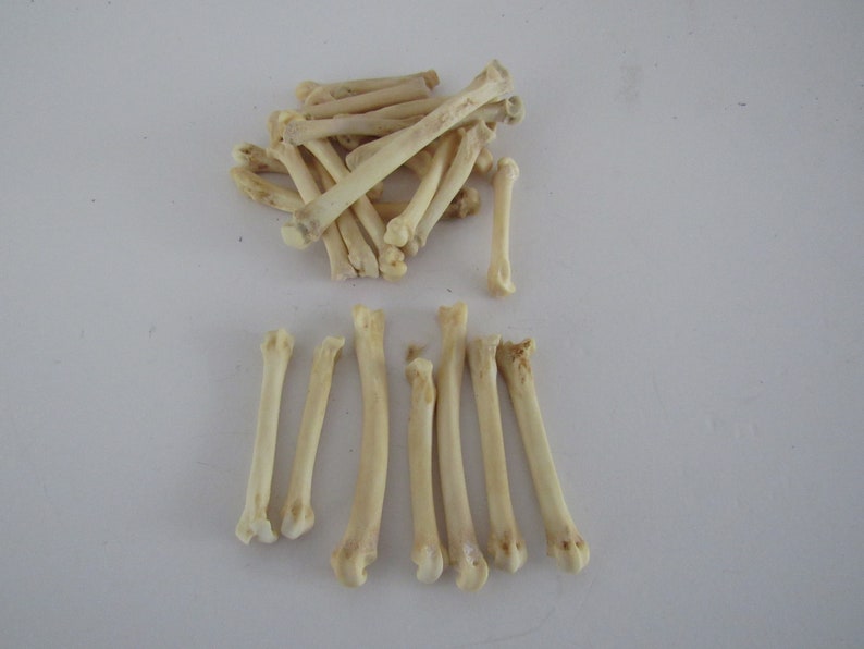 10 Bobcat Foot Bones Metatarsals Jewelry Supplies Craft - Etsy