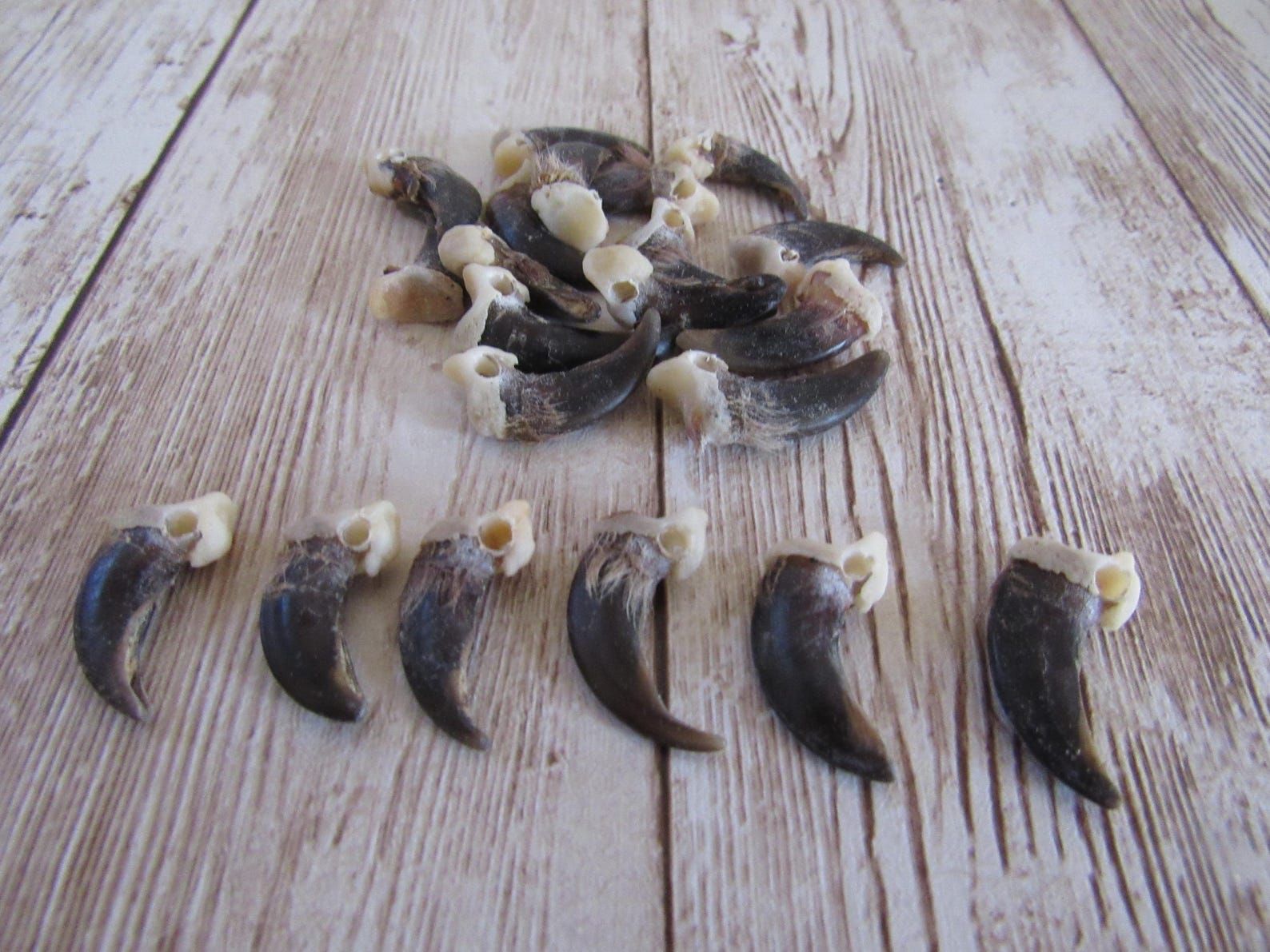 5 Drilled Fox Claws Jewelry and Craft Projects (vulpes Vulpes Fulva) - Etsy