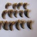 5 Drilled Fox Claws Jewelry and Craft Projects (vulpes Vulpes Fulva) - Etsy