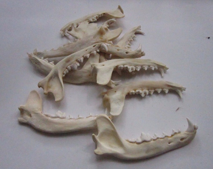 Coyote Jawbone Taxidermy Knife Handle Knive Handle Knive Making Craft ...