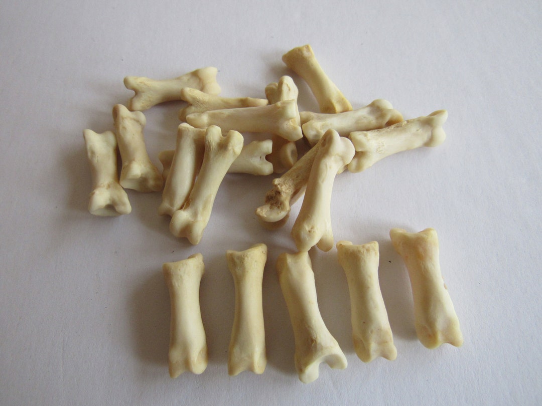 10 Red Fox Toe/foot Bone Metatarsals Bones Craft Supplies Hairpipe Bone ...
