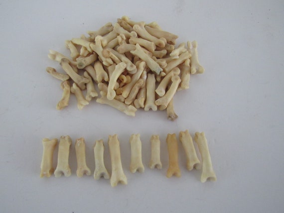 10 Bobcat Toe/foot Bone Metatarsals Bones Craft Supplies | Etsy