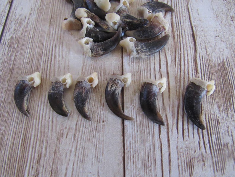 5 Drilled Fox Claws Jewelry and Craft Projects (vulpes Vulpes Fulva) - Etsy