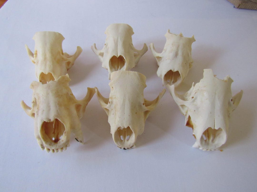6 Badger Half Skull Top Nose Craft/art Skull - Etsy