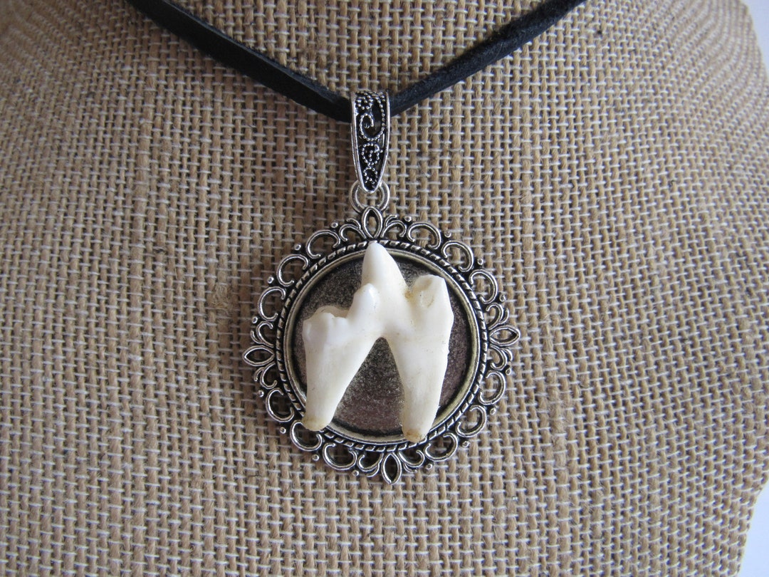 Coyote Tooth Side Molar Pendant Necklace Animal Bone Spirit Animal ...