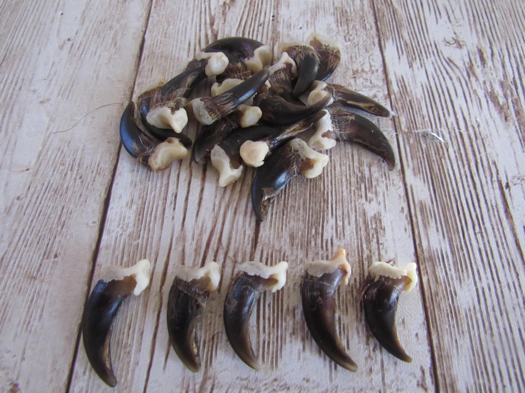 5 Fox Claws Jewelry and Craft Projects (vulpes Vulpes Fulva) - Etsy