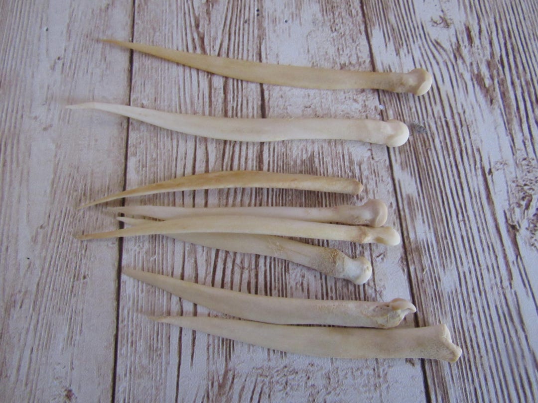 2 Deer Leg Picks Craft Supplies Anima Bones Projects Taxidermy - Etsy