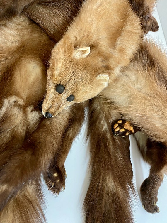 Vtg Four-Sable Full-Pelt Fur Stole with Jaw Clip and … - Gem