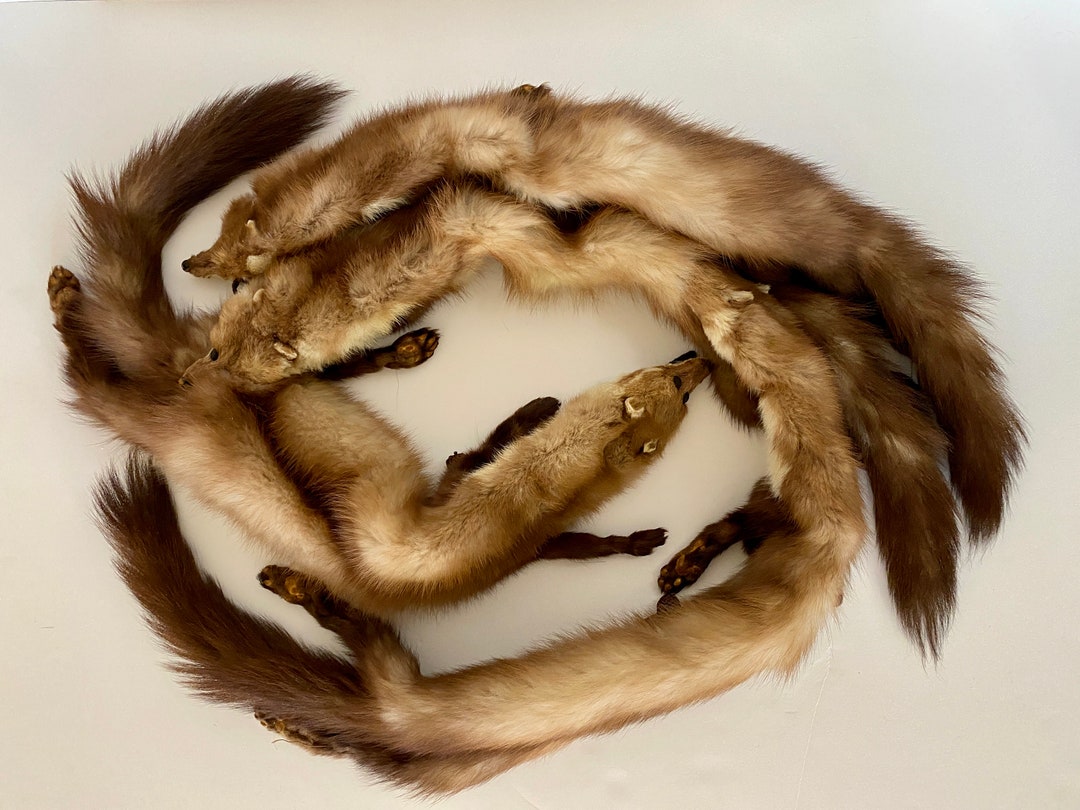 Vtg Four-sable Full-pelt Fur Stole With Jaw Clip and Snap Closure ...