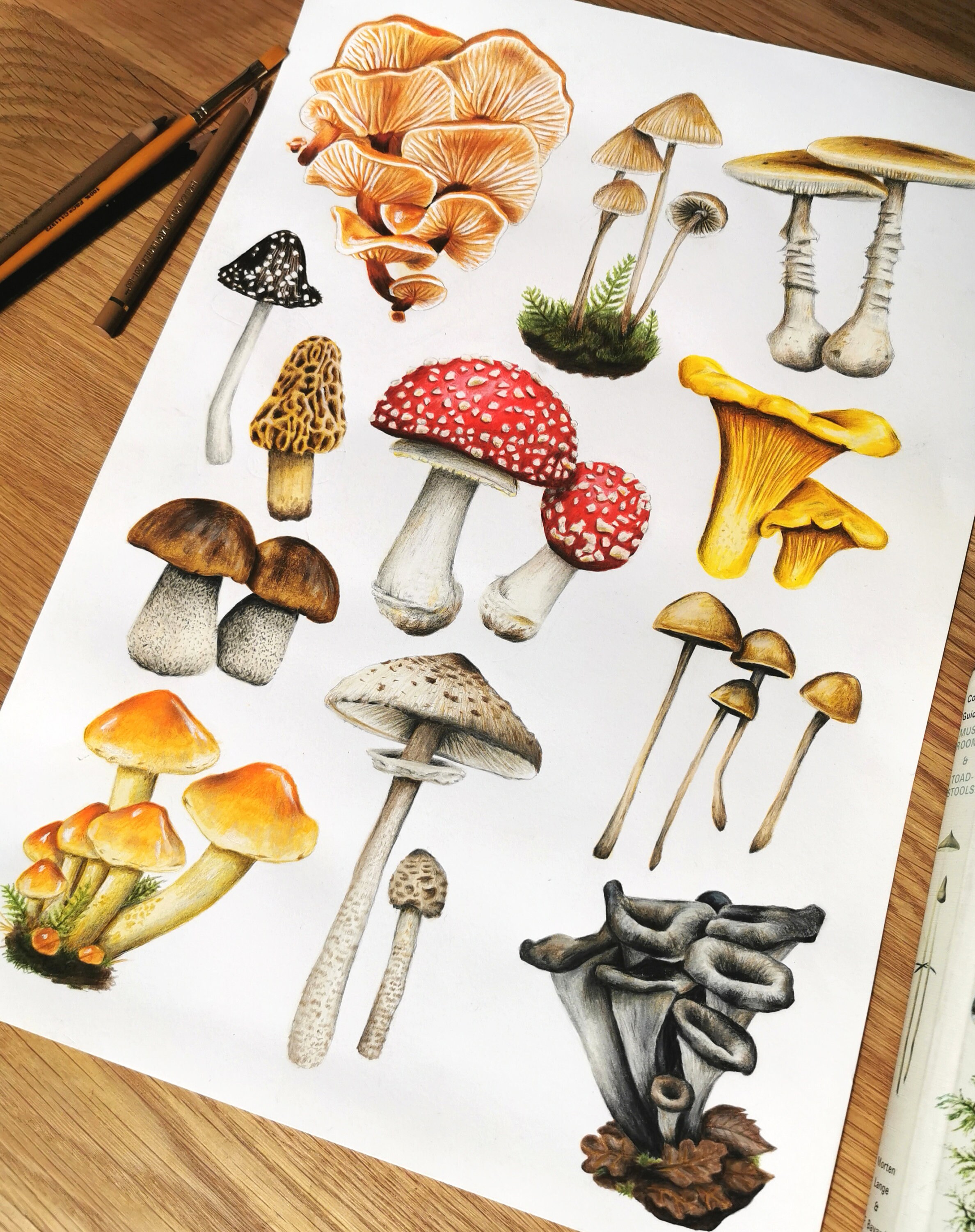 Mushroom Study A4 | Etsy