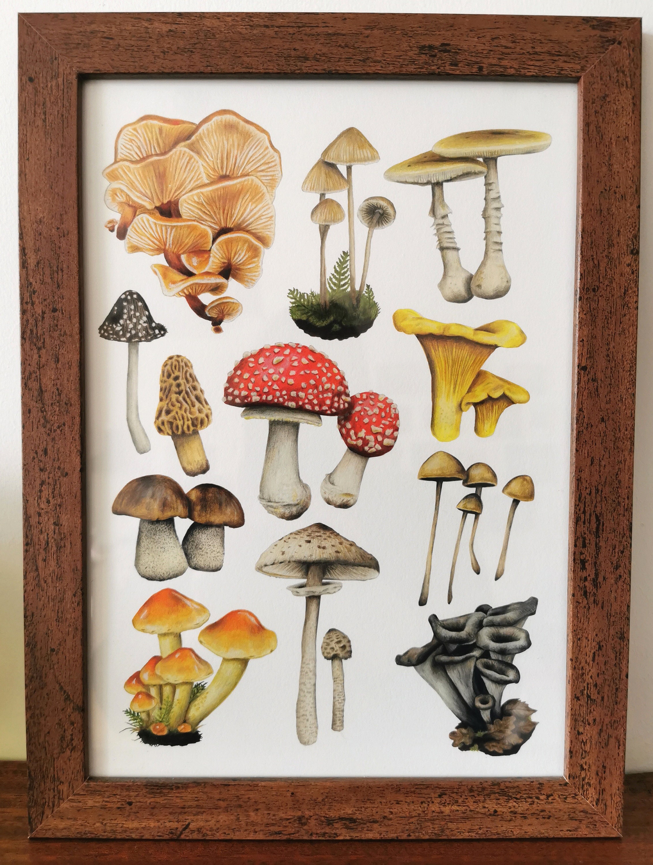 Mushroom Study A4 | Etsy
