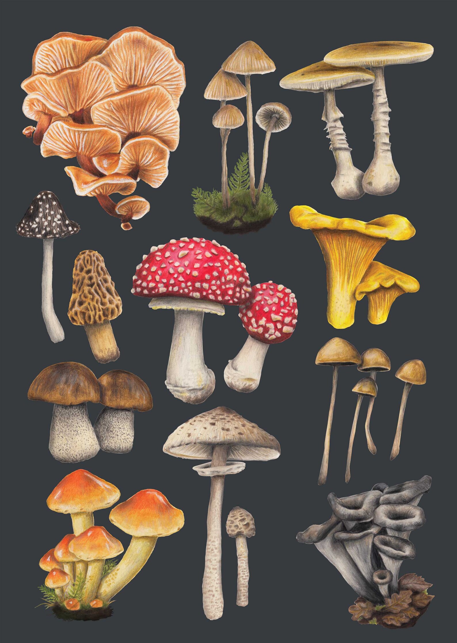 Mushroom Study A3 - Etsy