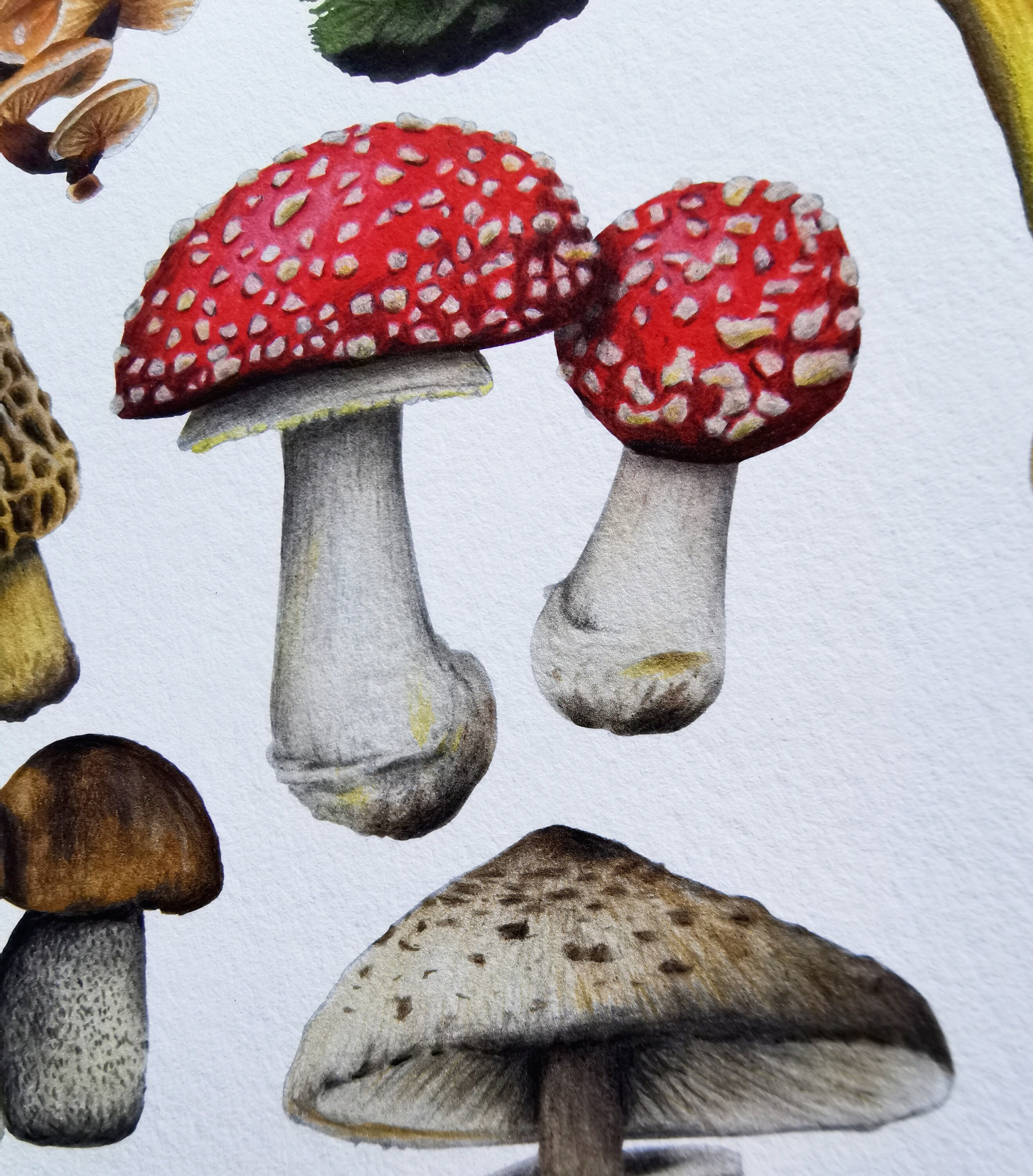 Mushroom Study A4 | Etsy