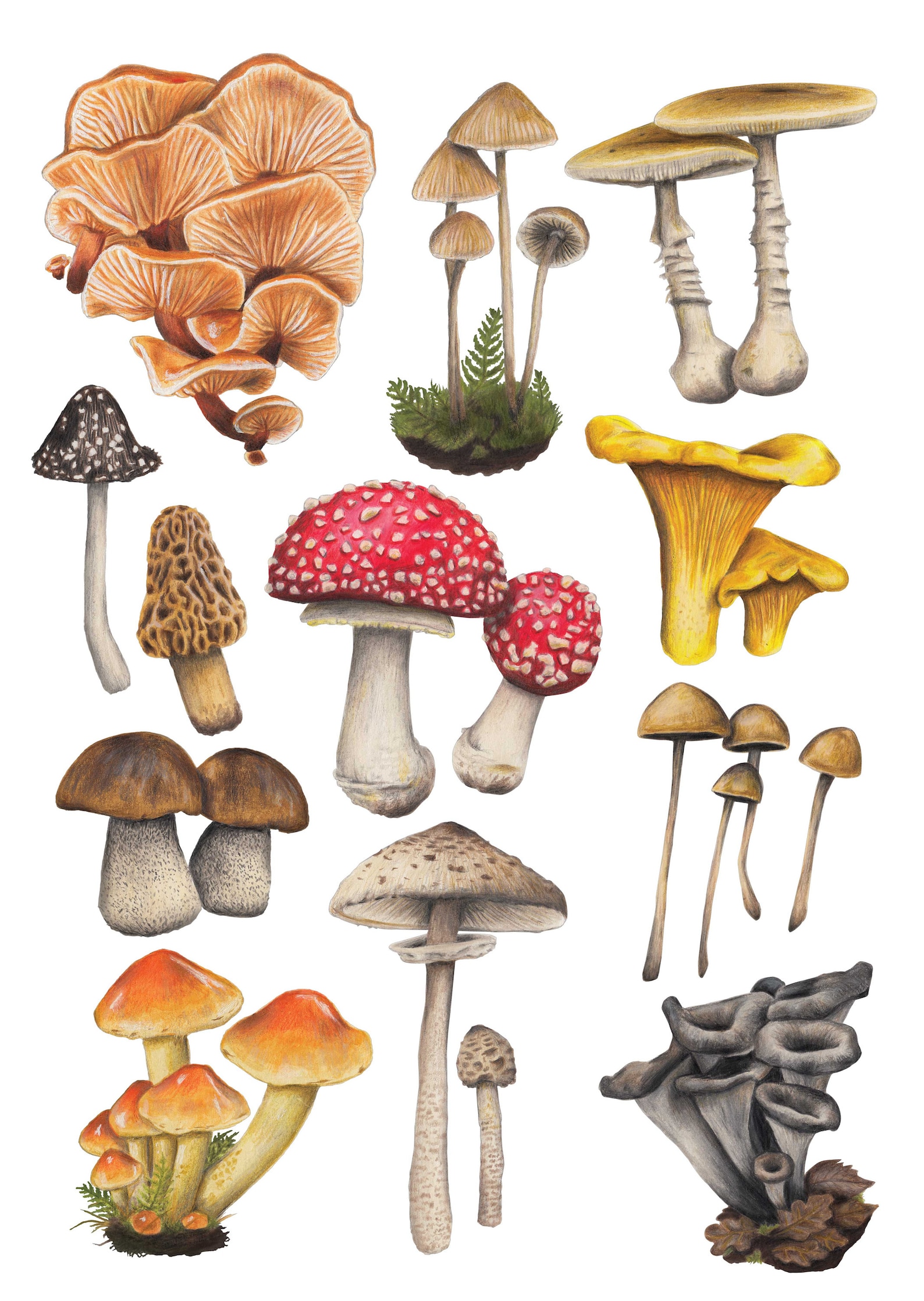 Mushroom Study A4 | Etsy