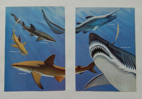 Items similar to Sharks - TWO pages to frame separately or together ...