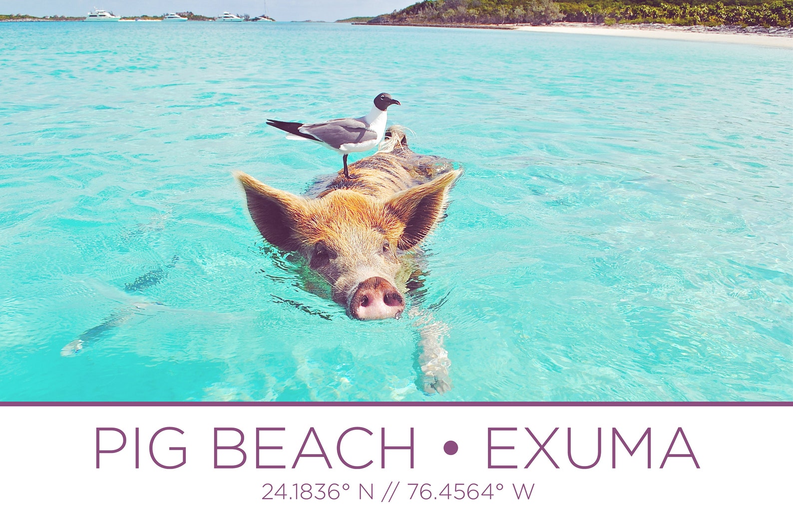Pig Beach Exuma Islands Digital Wall Art Print Download - Etsy