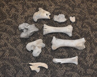 Real animal bones | Etsy