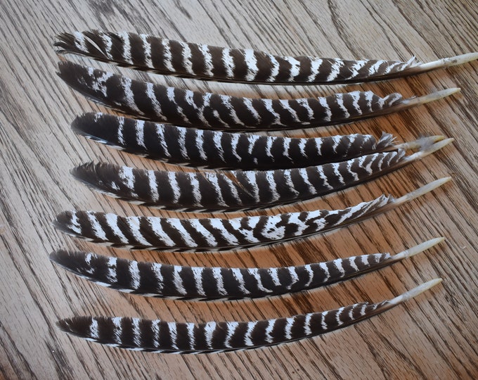 Set of 7 Natural Wild Turkey Wing Feathers, Brown Bird Feather ...