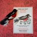 Tasmanian Devil Craft Kit - Etsy