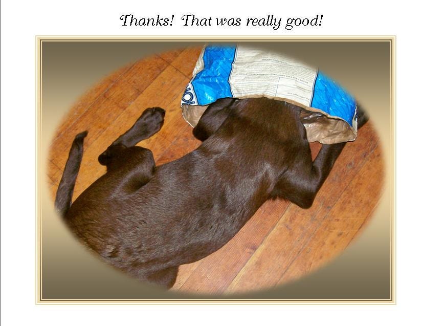 Chocolate Lab With Head Inside Food Bag - Etsy