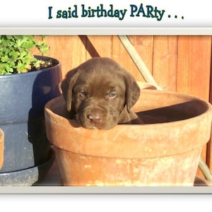Chocolate Lab Puppy in Terra Cotta Pot - Etsy
