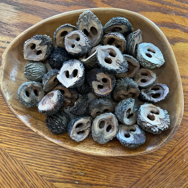 Black Walnut Shells - Etsy