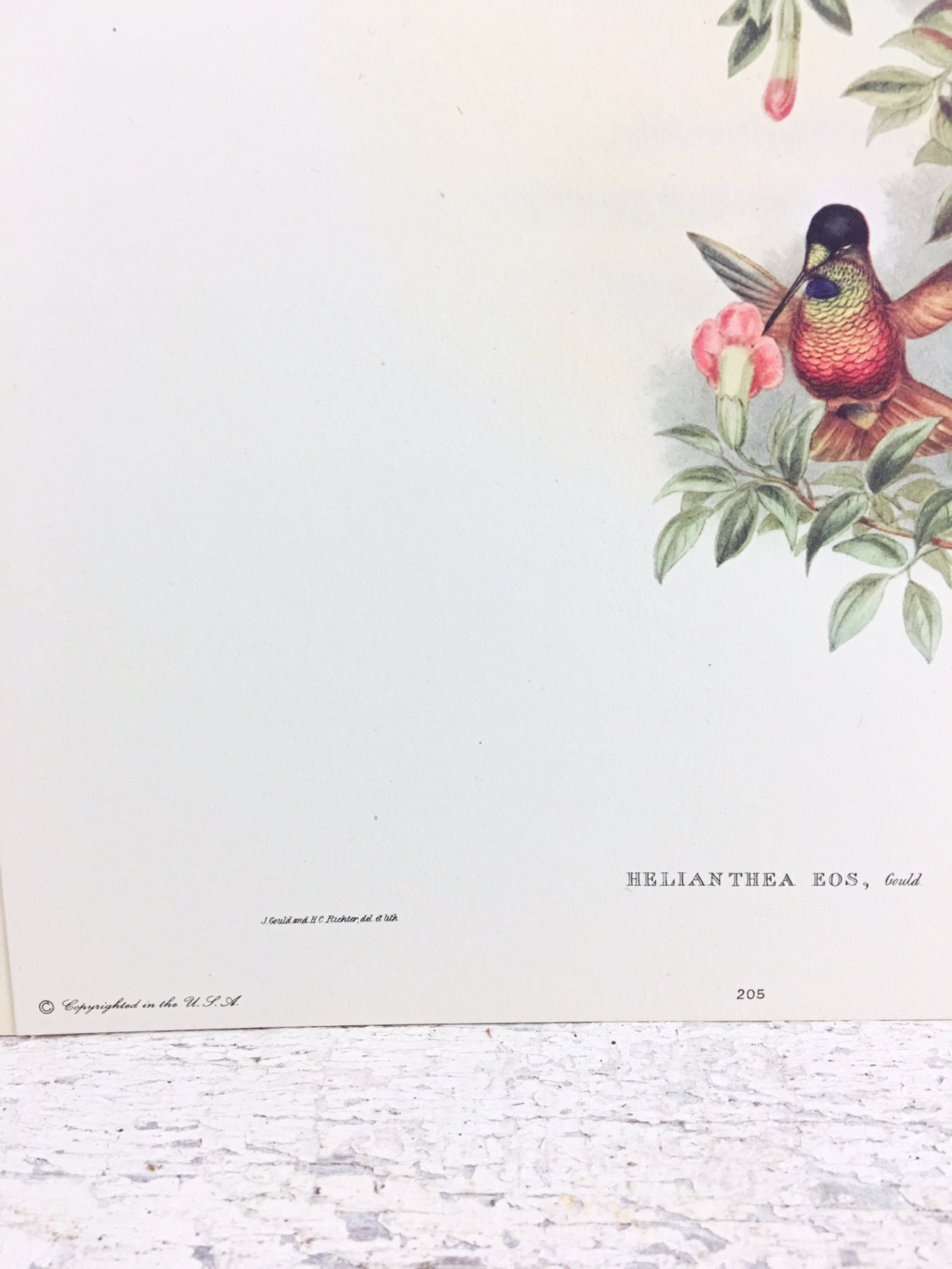 Vintage Full Color Fine Art Bird Bookplate - Etsy