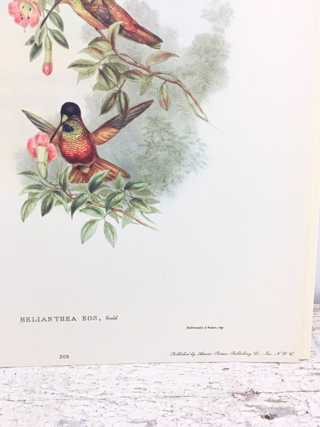 Vintage Full Color Fine Art Bird Bookplate - Etsy