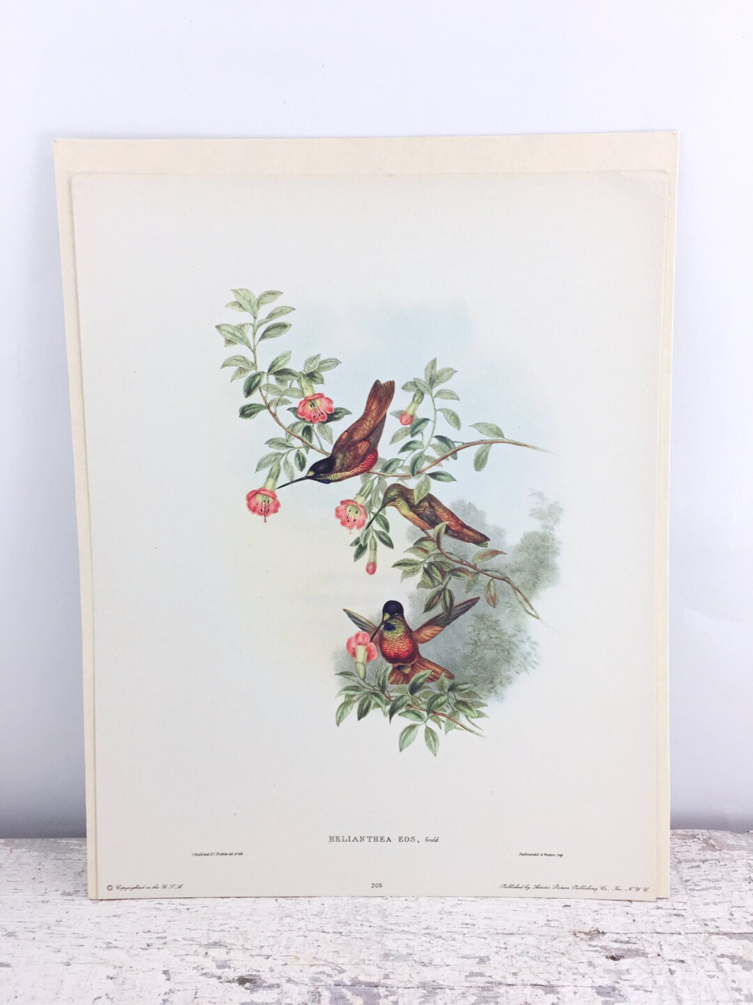 Vintage Full Color Fine Art Bird Bookplate - Etsy