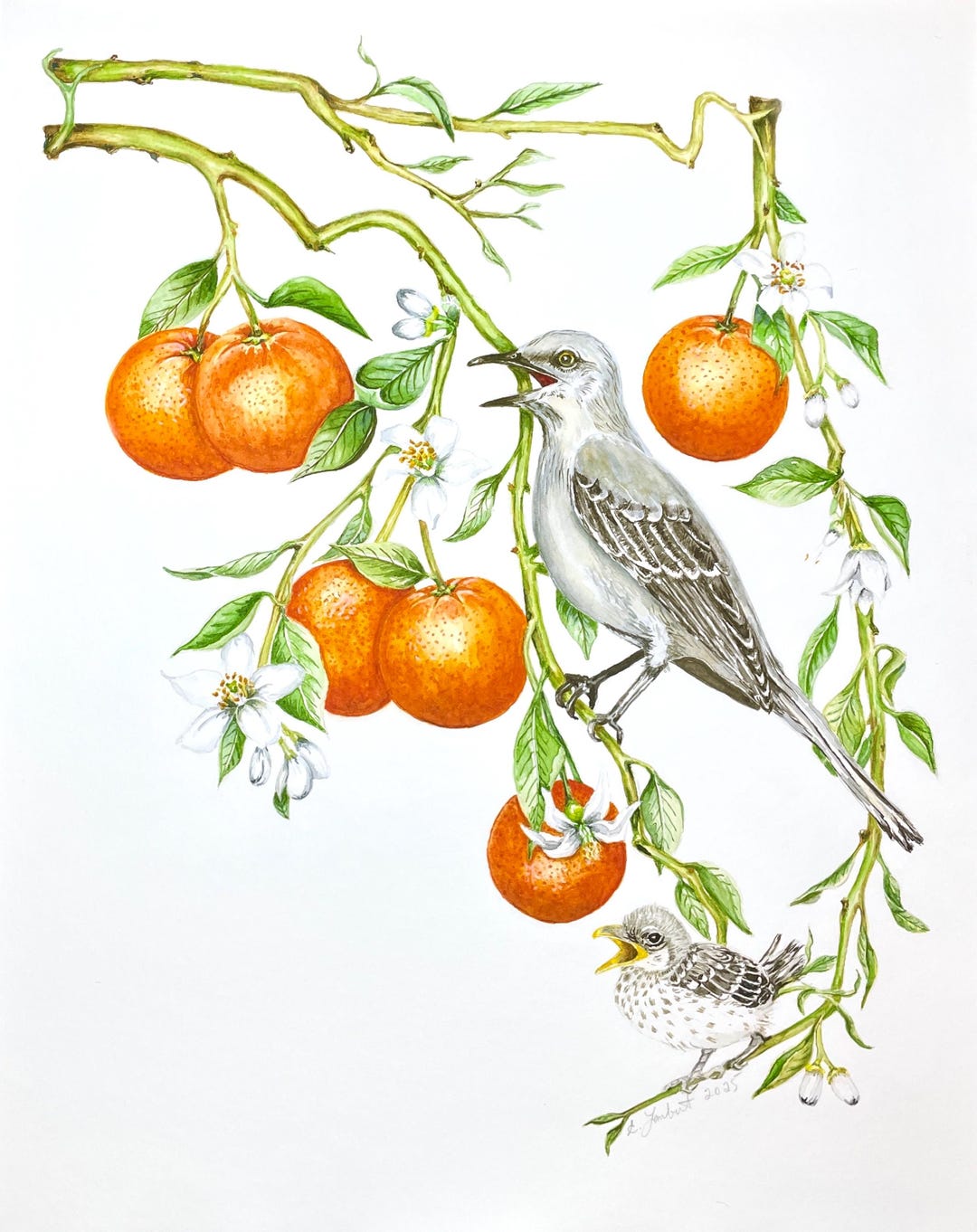 Florida State, Bird, and Flower Watercolor Painting Print - Etsy
