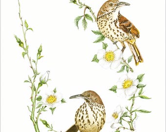 North Carolina State Bird and Flower Watercolor Painting Print - Etsy