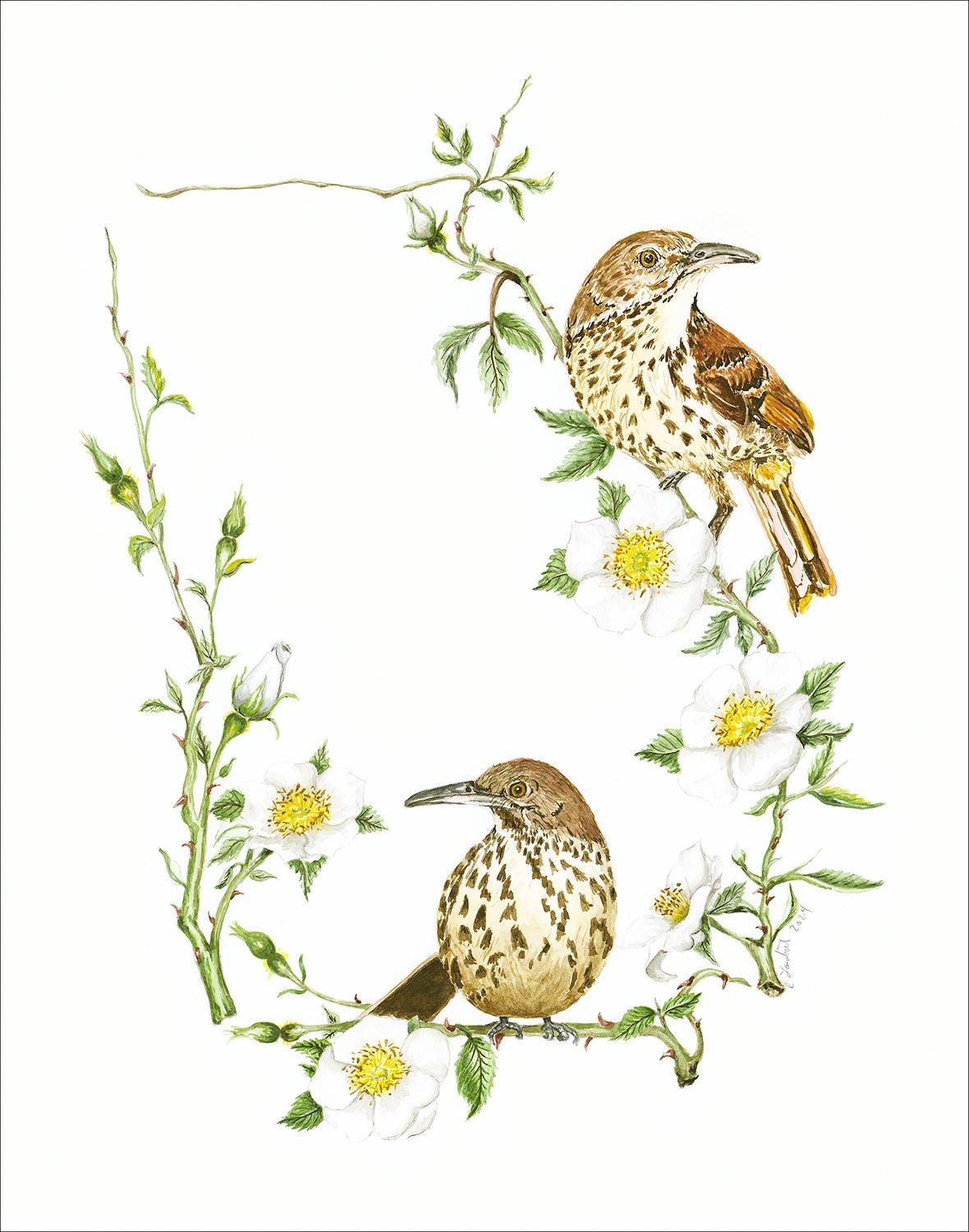 Georgia State, Bird, and Flower Watercolor Painting Print - Etsy