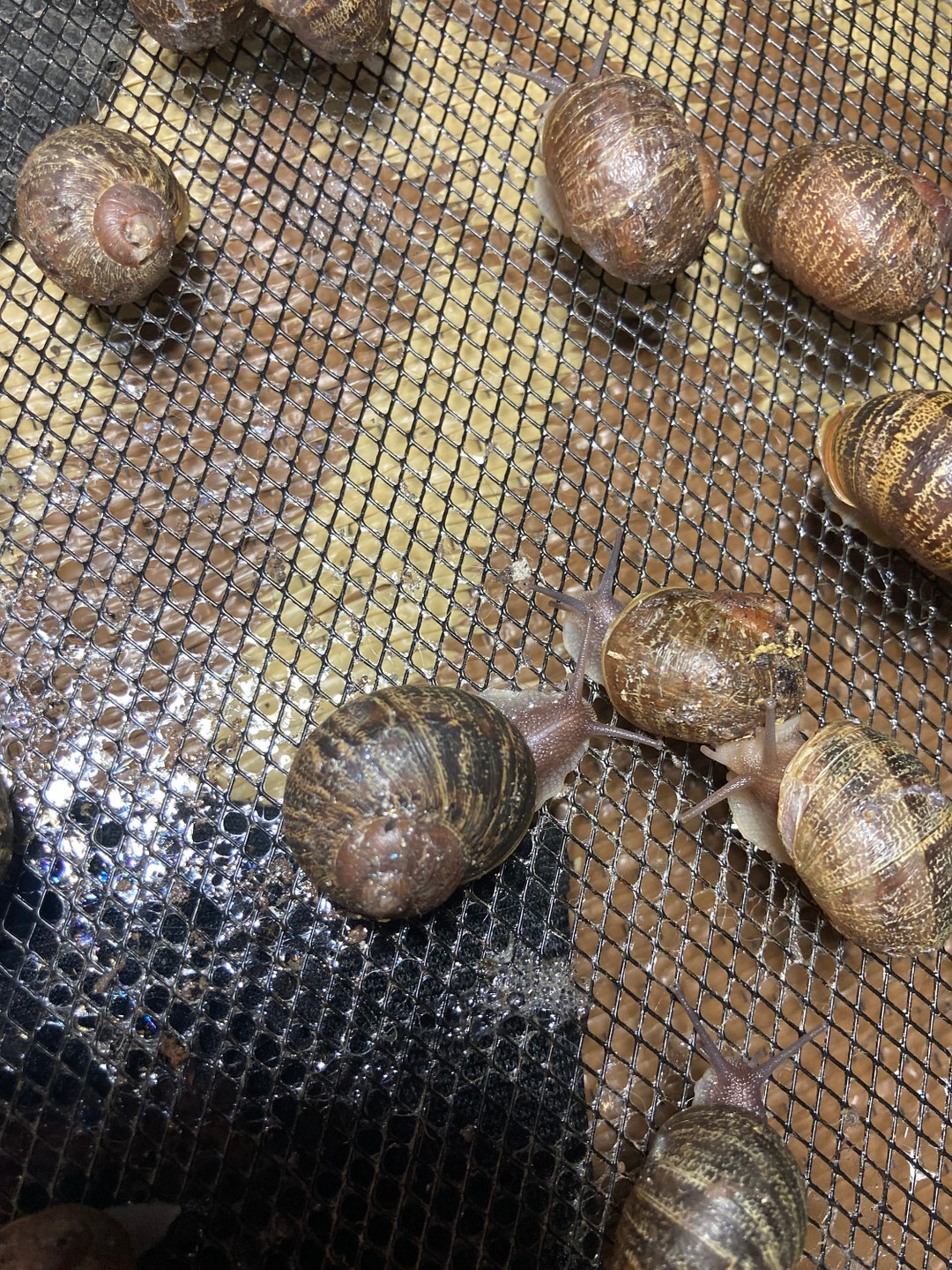 Helix Aspersa Cornu Aspersa Live Land Snails 6 Count - Etsy