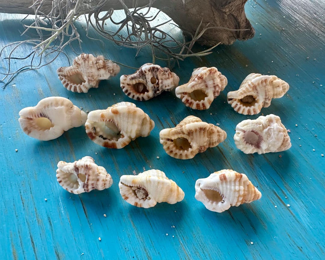 Rare Hawaiian Triton Shells From Kaua'i, (set of 10) 25-35mm, #019 - Etsy