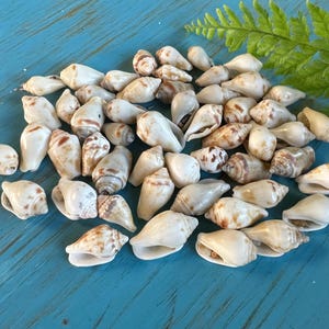 Alilea Hawaiian Spotted Stromb Shells, set of 50 14-22mm, 008 - Etsy